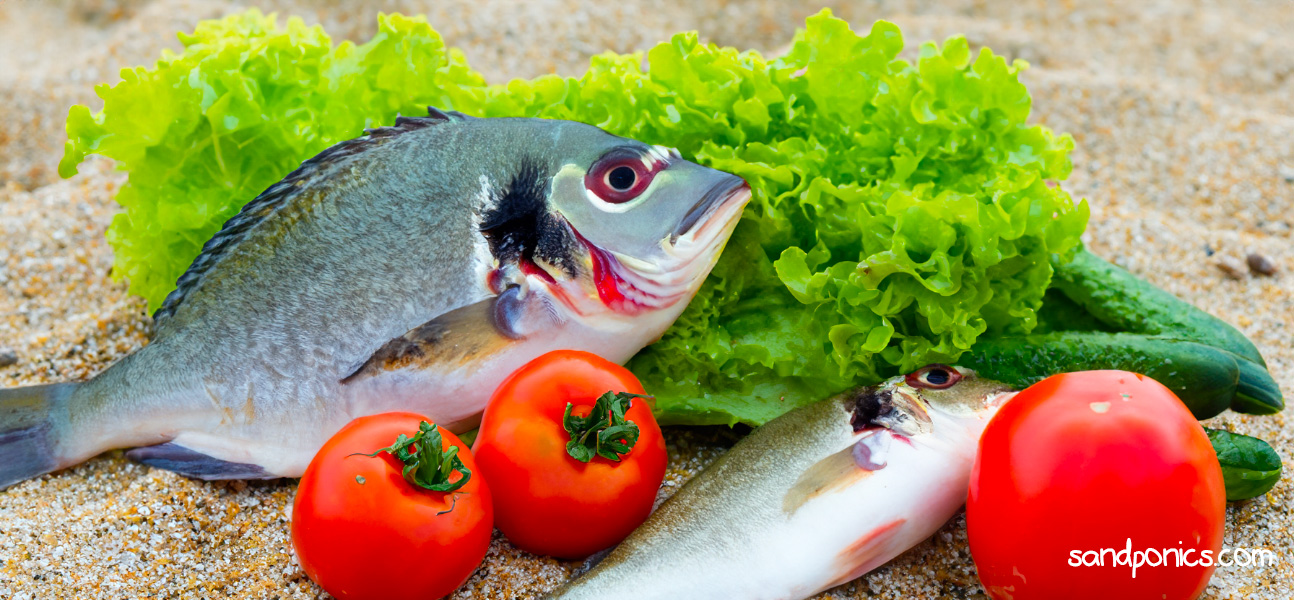 Sandponics // Aquaponie Low-Tech // Sabloponie – Tout savoir sur la ...